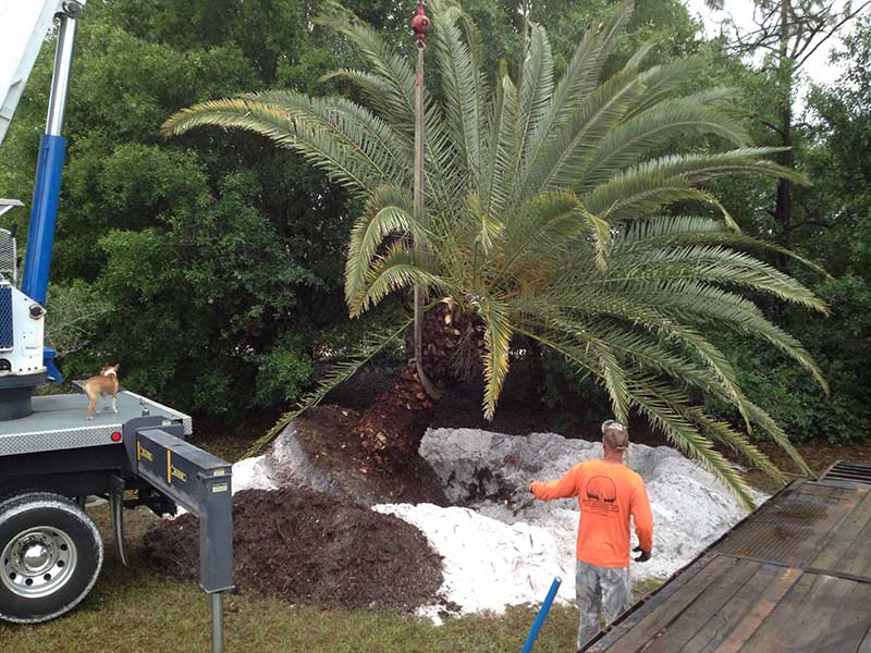 Landscaping Services - Hydro Grass Seeding